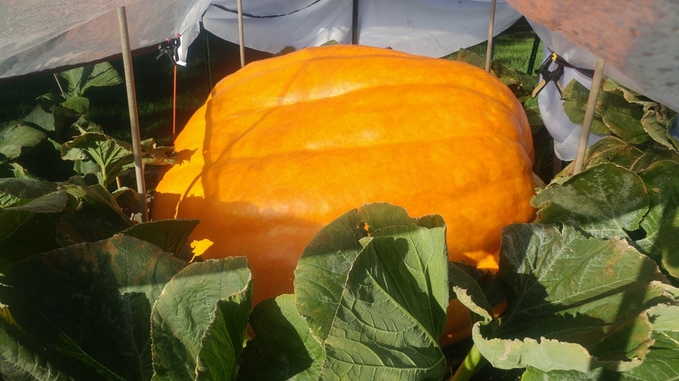 BigPumpkins.com - Photo Viewer